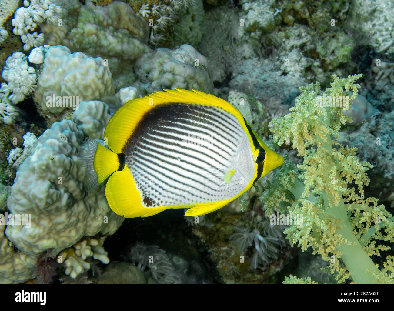 A Blackbacked Butterflyfish (Chaetodon melannotus) in the Red Sea ...