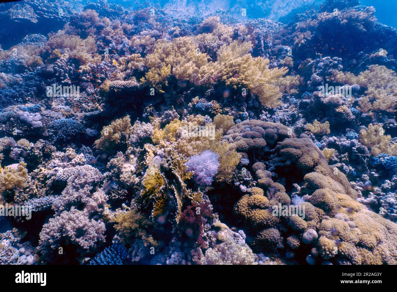 Coral reefs in the Red Sea, Egypt Stock Photo - Alamy