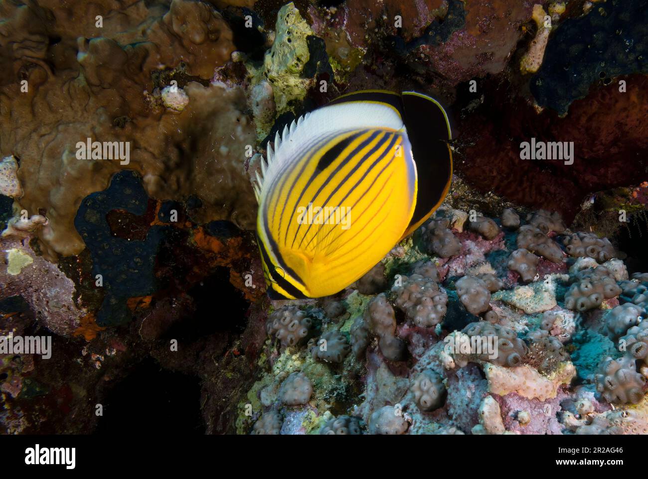A Polyp Butterflyfish (Chaetodon austriacus) in the Red Sea, Egypt ...
