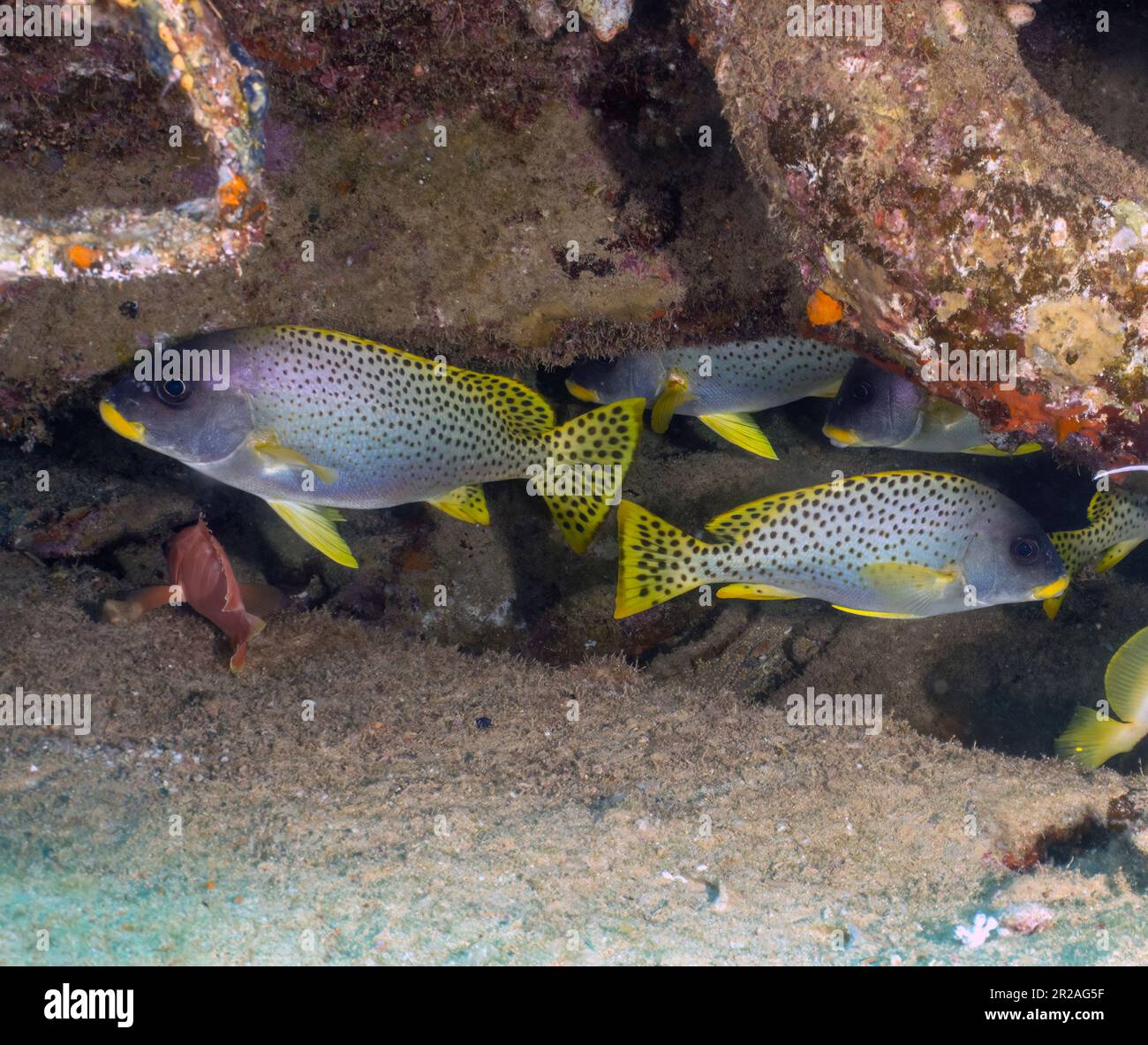 Blackspotted Sweetlips (Plectorhinchus gaterinus) in the Red Sea, Egypt ...
