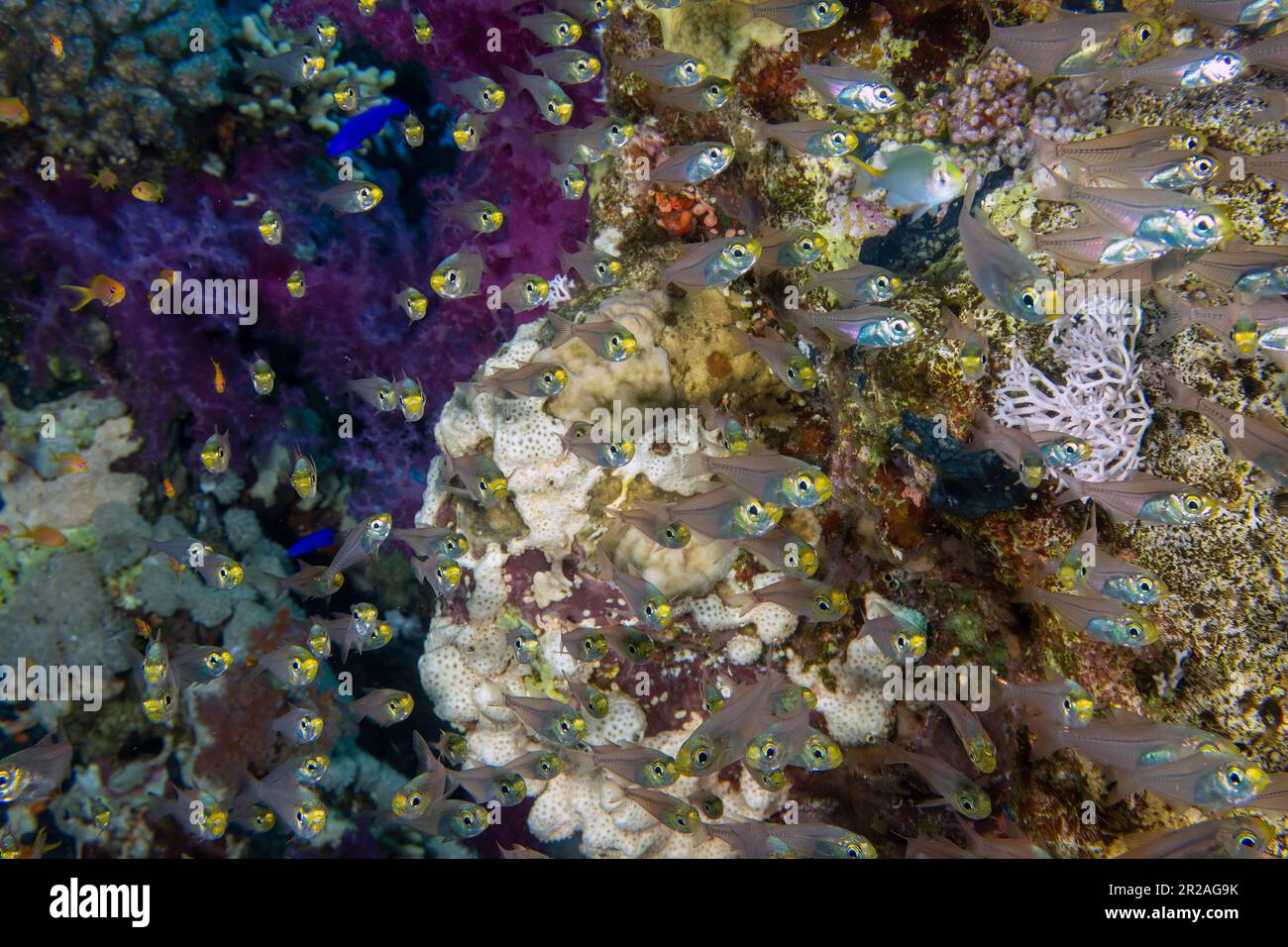 Pygmy Sweepers aka Glassfish (parapriacanthus ransonneti) in the Red ...