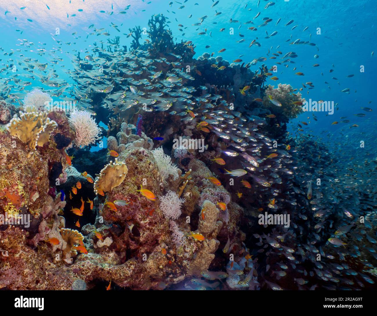 Pygmy Sweepers aka Glassfish (parapriacanthus ransonneti) in the Red ...