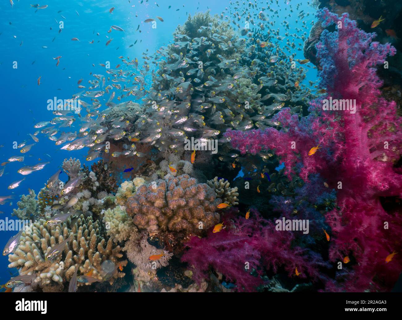 Pygmy Sweepers aka Glassfish (parapriacanthus ransonneti) in the Red ...