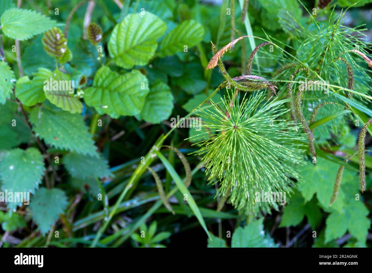 Plants on the ground of a forrest Stock Photo - Alamy