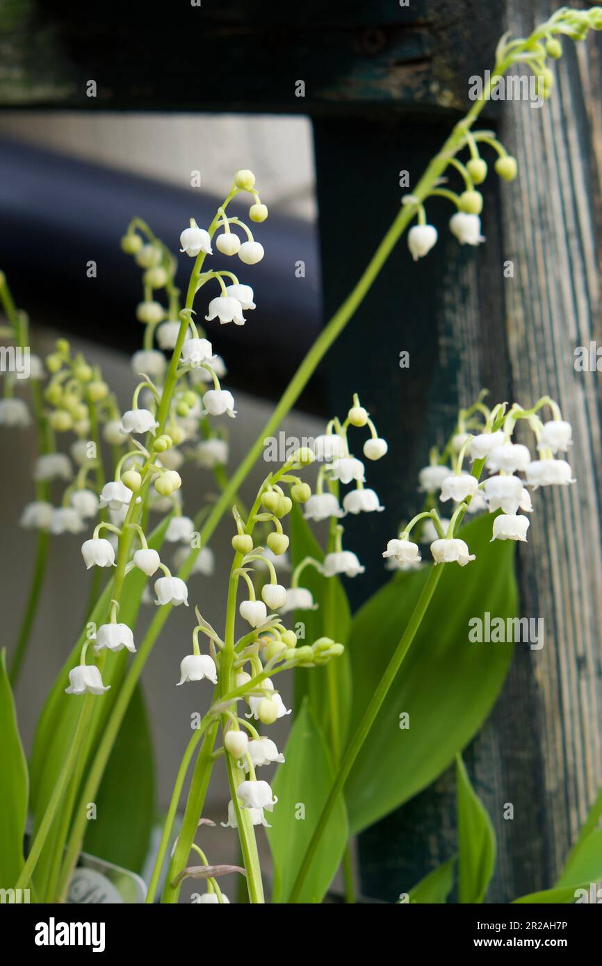 Lilly of the valley plants hi-res stock photography and images - Alamy
