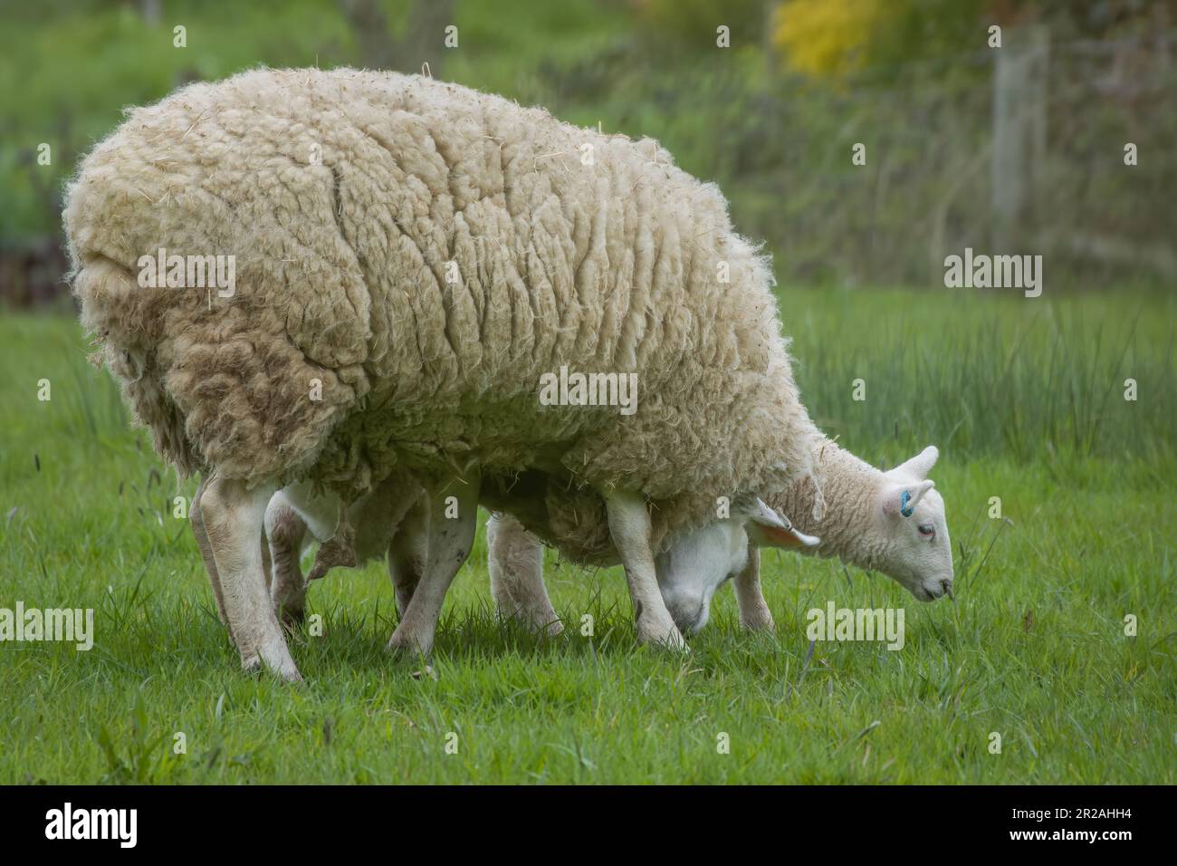 Ewe lamb sheep rural agriculture hi-res stock photography and images ...