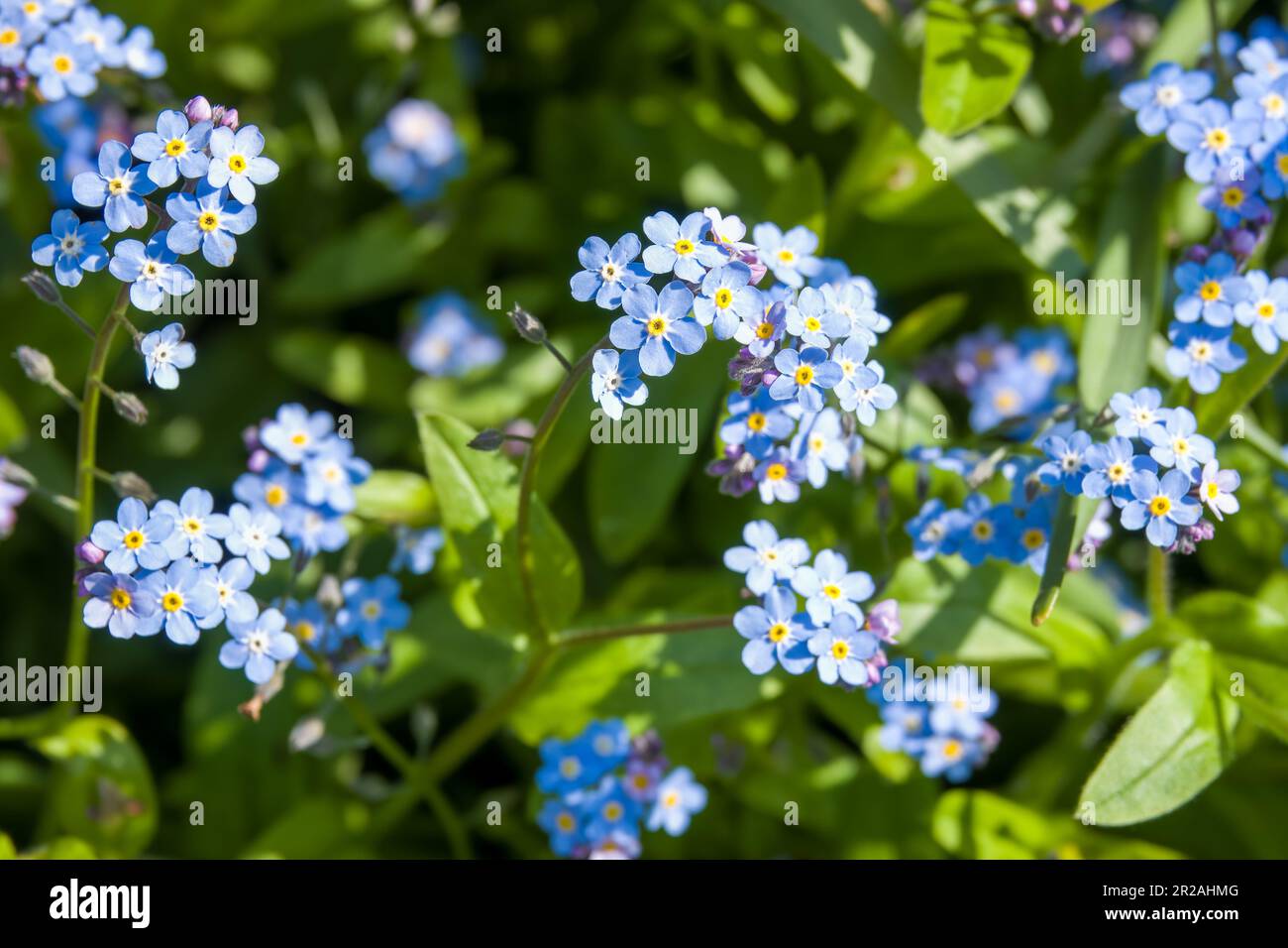 forget me nots a symbol of true love and respect Stock Photo - Alamy