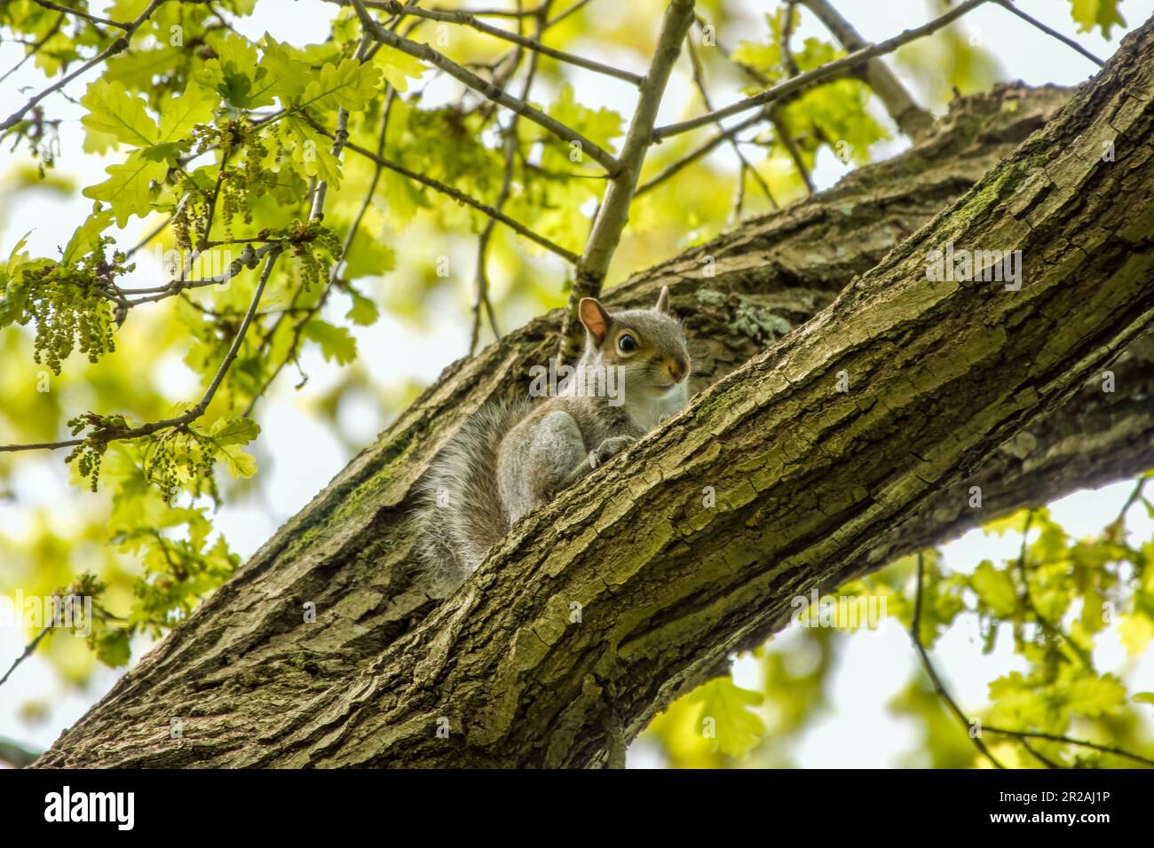 Squirrel sitting on a tree hi-res stock photography and images - Alamy