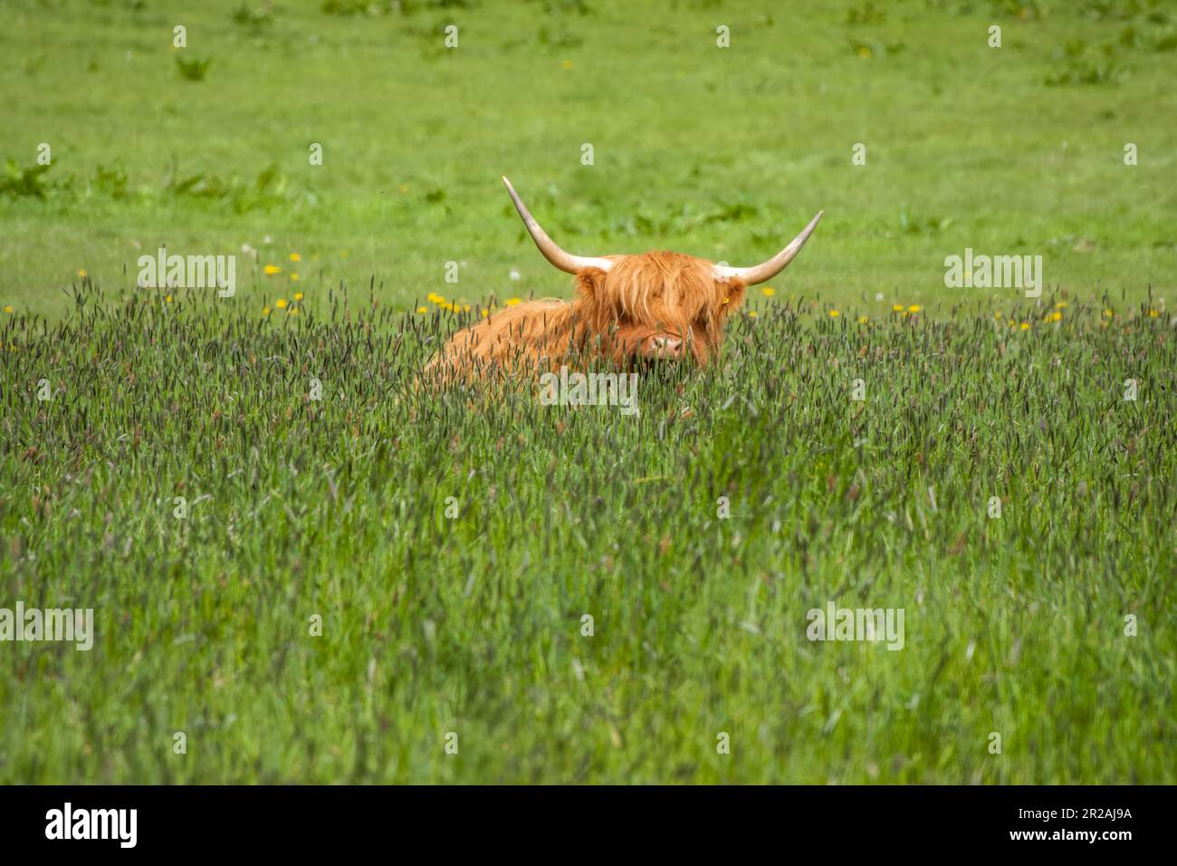 highland cow a Scottish breed of rustic cattle lying in the grass Stock ...
