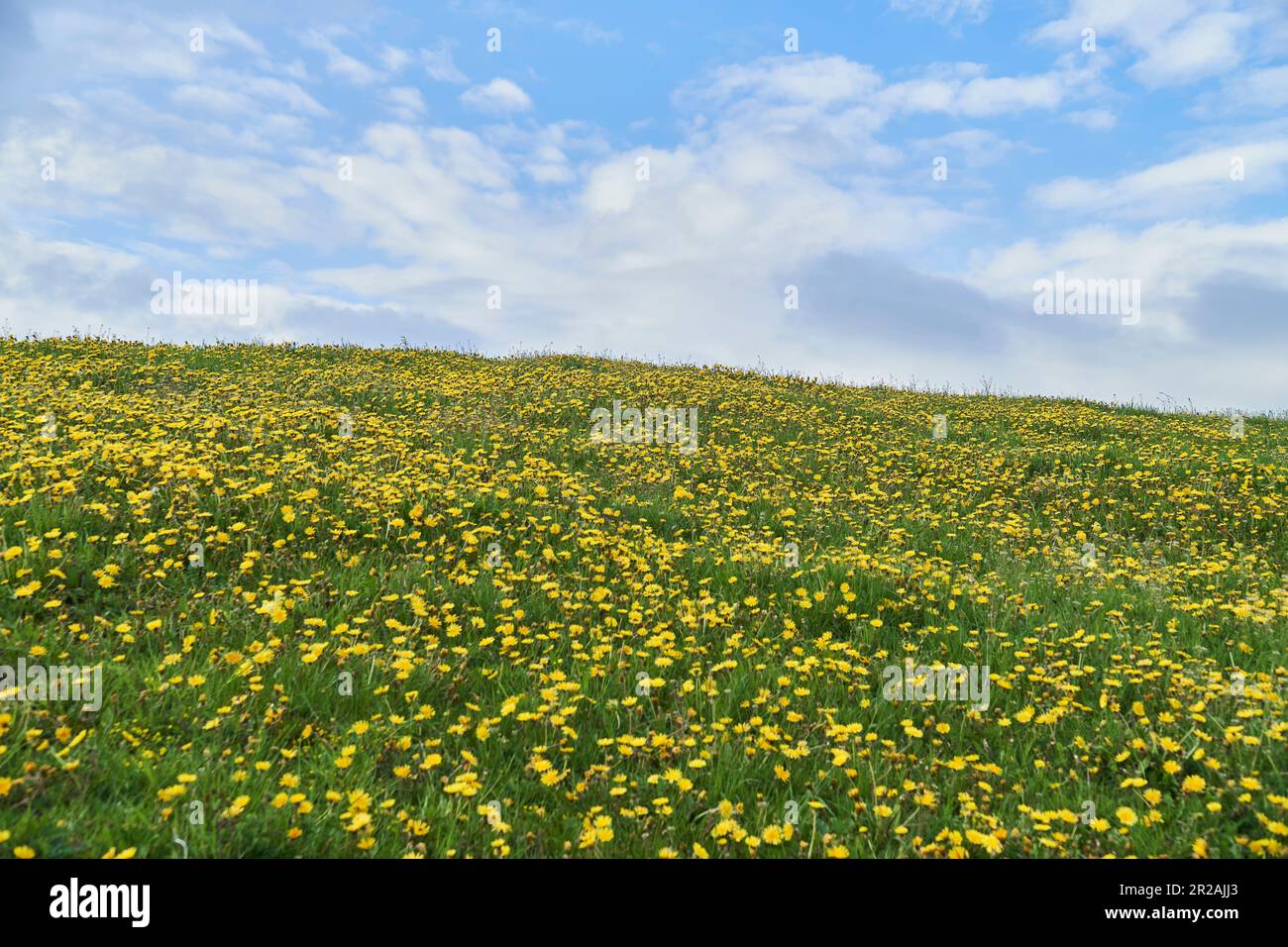 Fields spring blue sky hi-res stock photography and images - Alamy