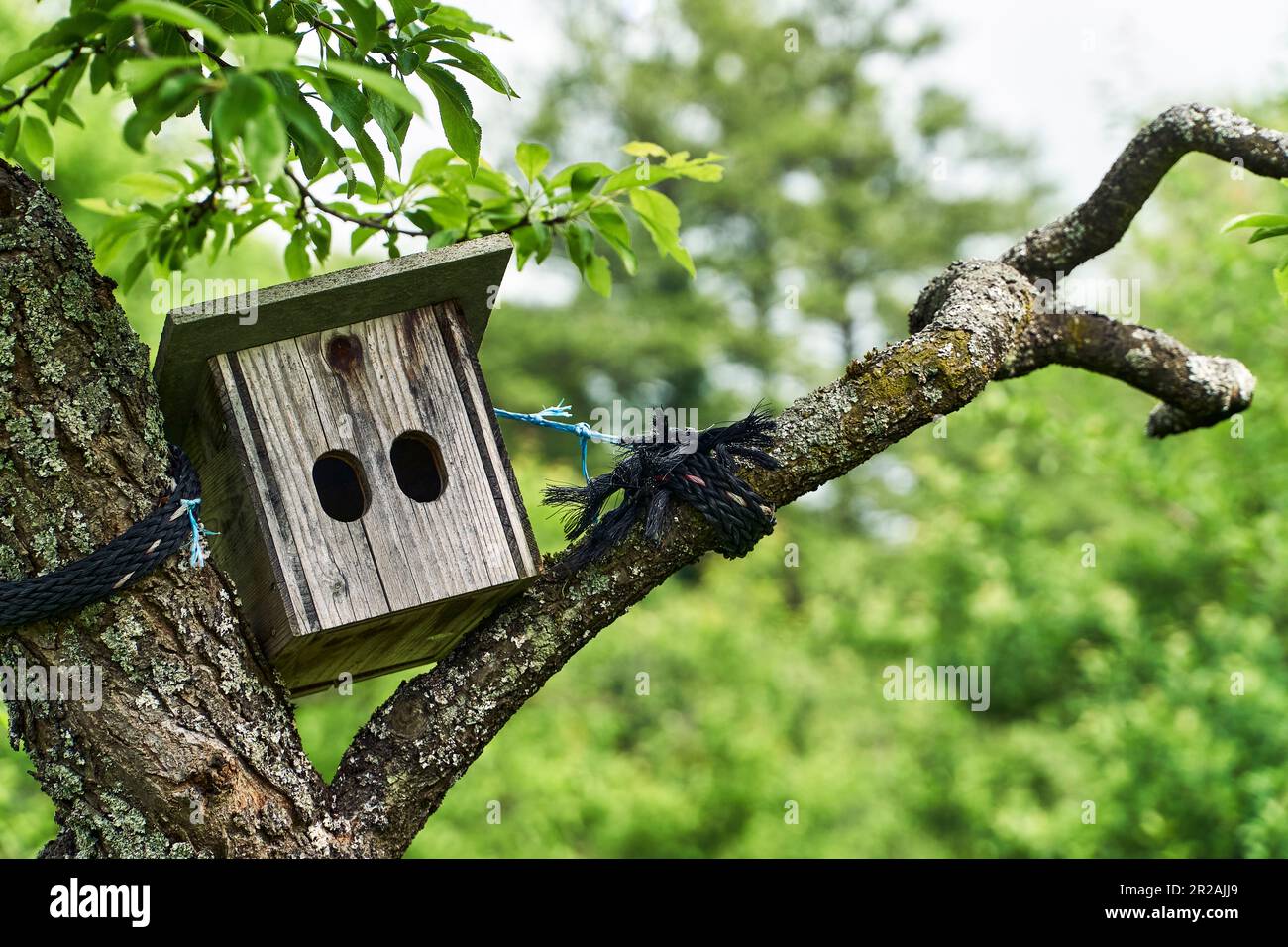 Nest box for songbirds in spring Stock Photo - Alamy
