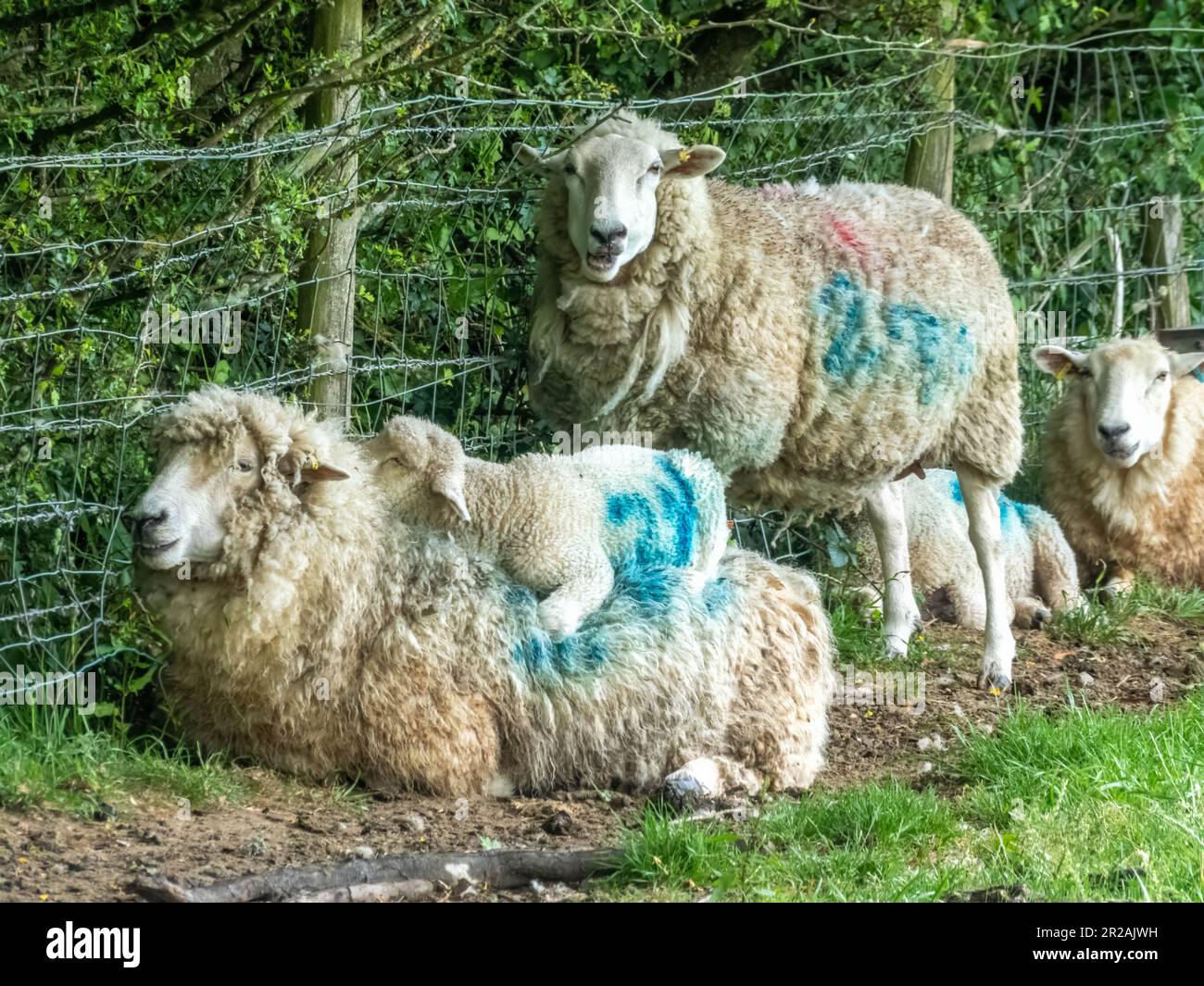 cute lamb asleep on ewe sheep's back Stock Photo - Alamy
