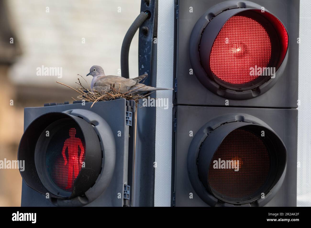A Collared Dove chose to build a nest on traffic lights at a busy ...