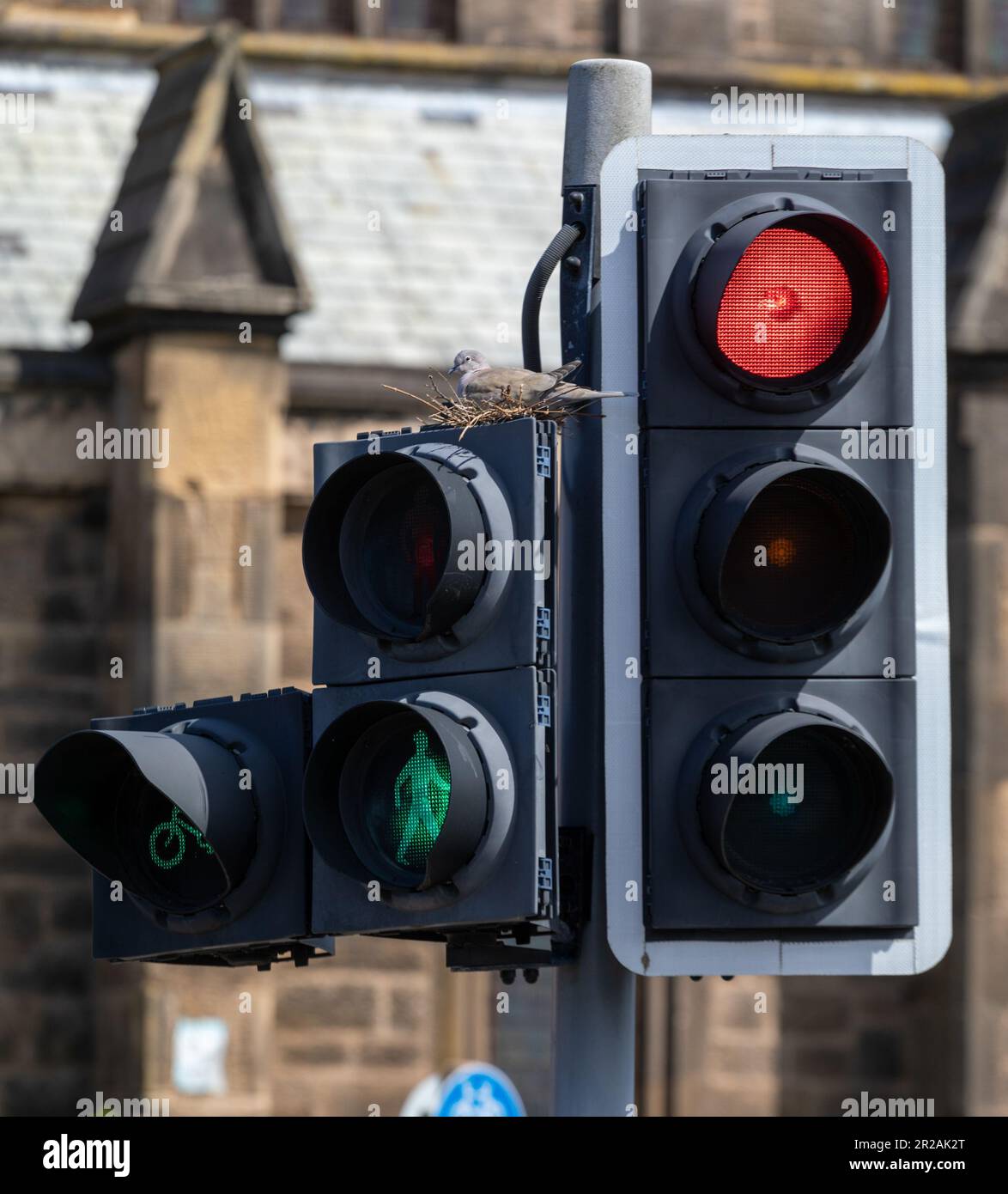 A Collared Dove chose to build a nest on traffic lights at a busy ...