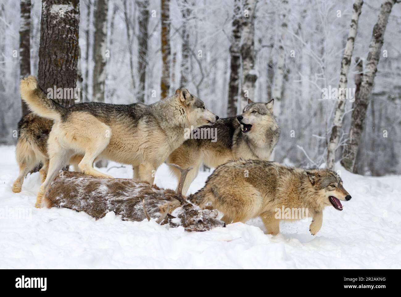Wolf (Canis lupus) Starts to Howl Gathered Around White-Tail Deer ...