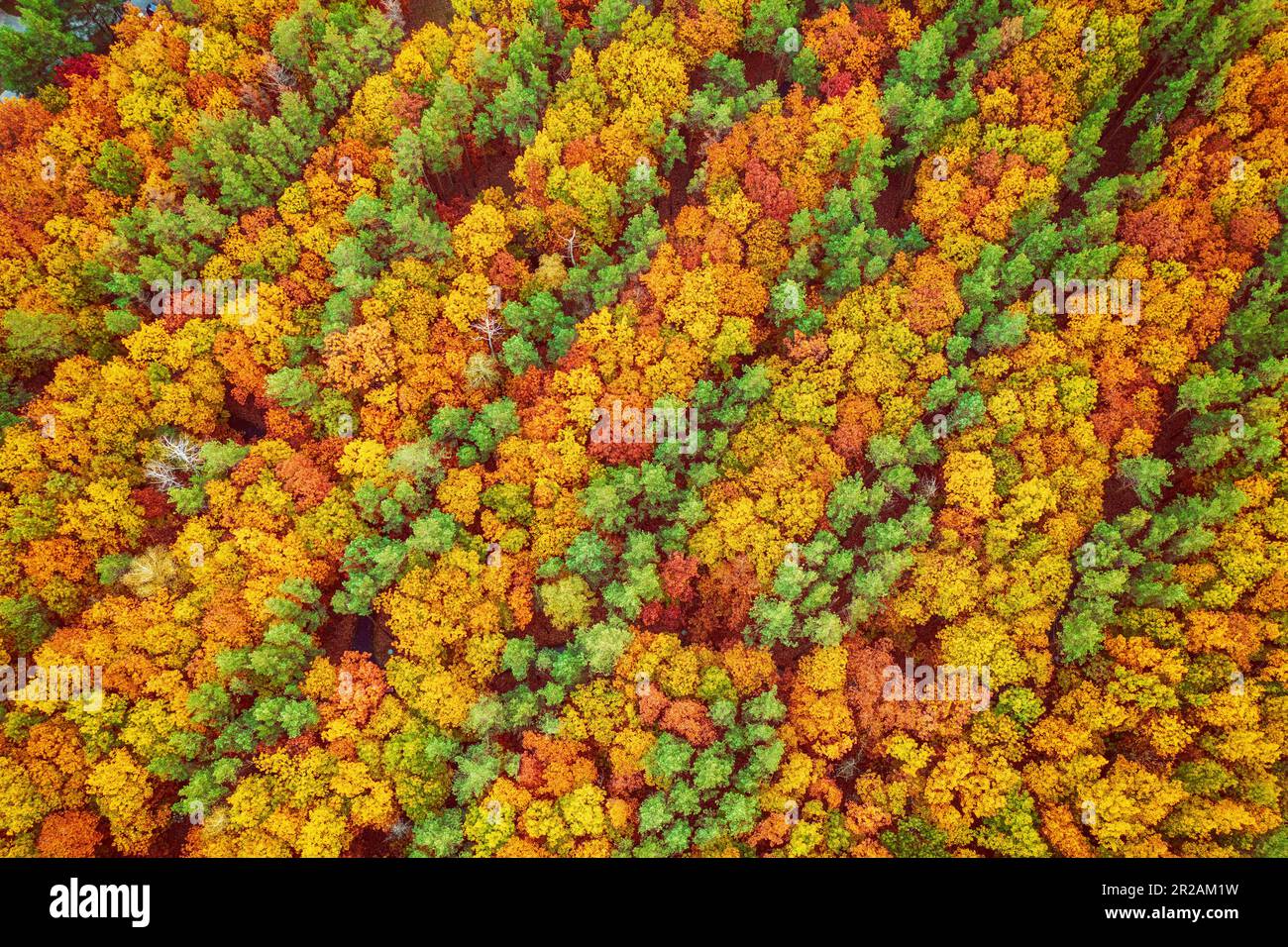 Mixed forest with yellow leaves in autumn from above hi-res stock ...