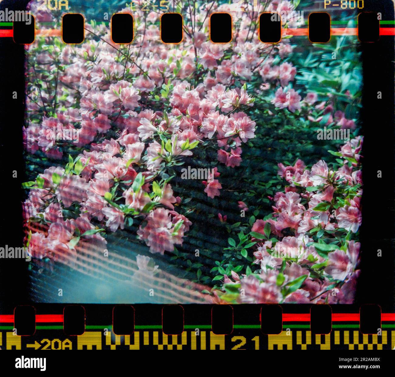 Landscaping in an apartment building complex in Chelsea in New York is ...