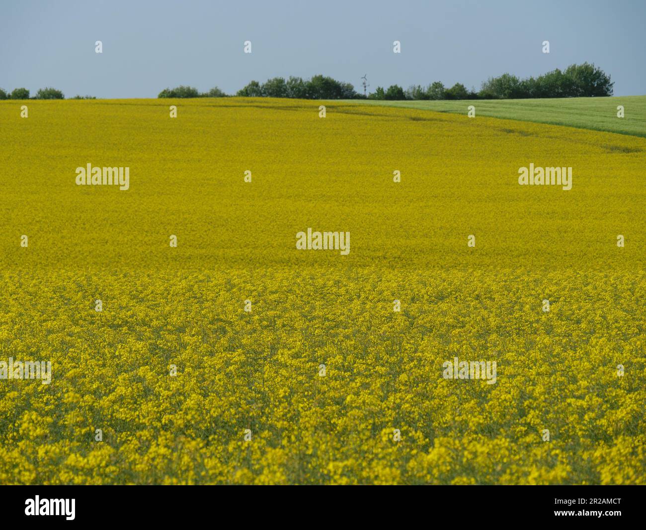 spring time in the german muensterland Stock Photo - Alamy