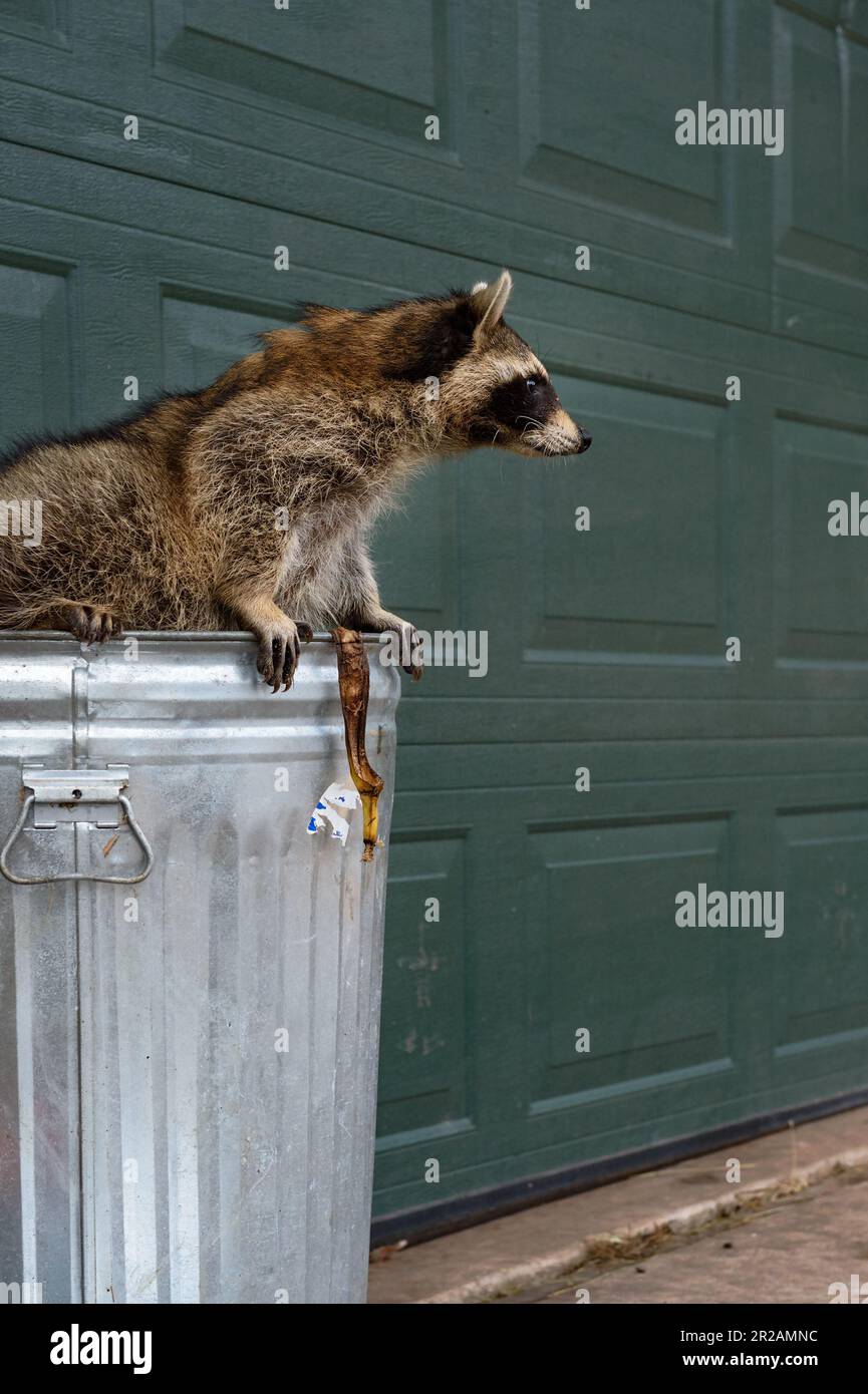 Raccoon (Procyon lotor) Leans Out of Garbage Can to Right in Front of ...