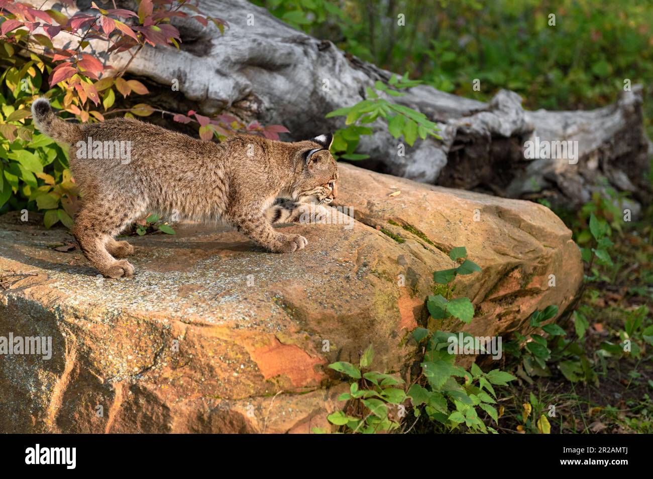 Bobcat (Lynx rufus) Moves to Pounce Off Rock Autumn - captive animal ...