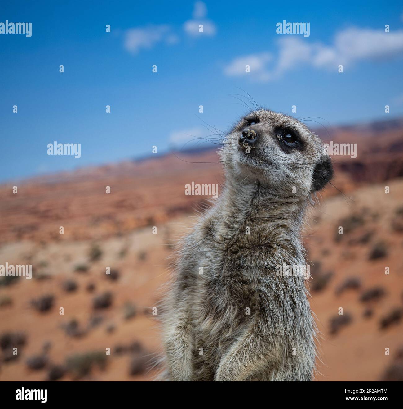 Meerkat in captivity Stock Photo - Alamy