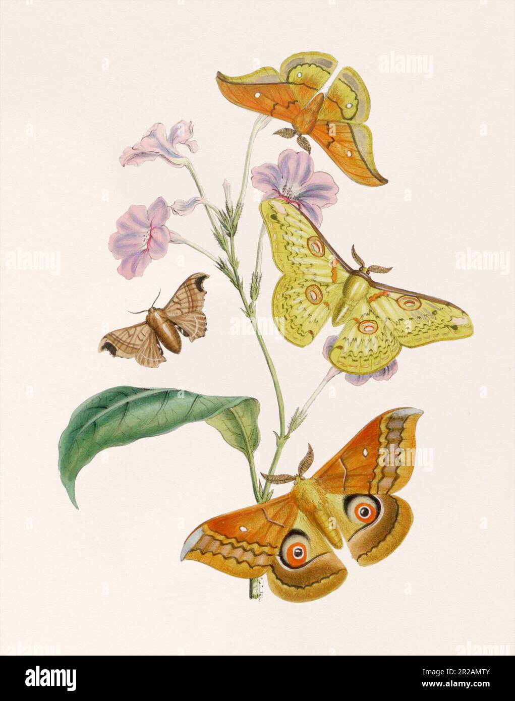 Vintage Butterfly Photography