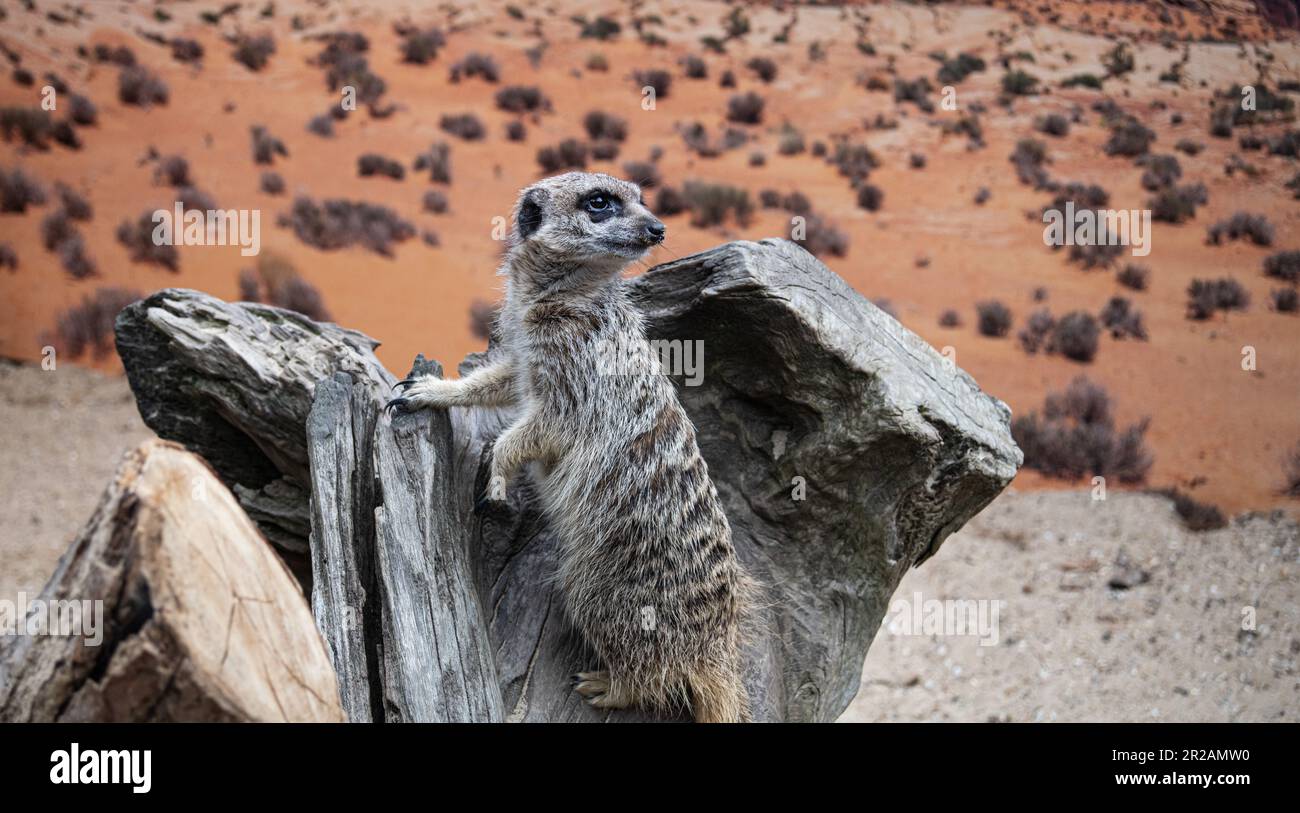 Meerkats are omnivores hi-res stock photography and images - Alamy