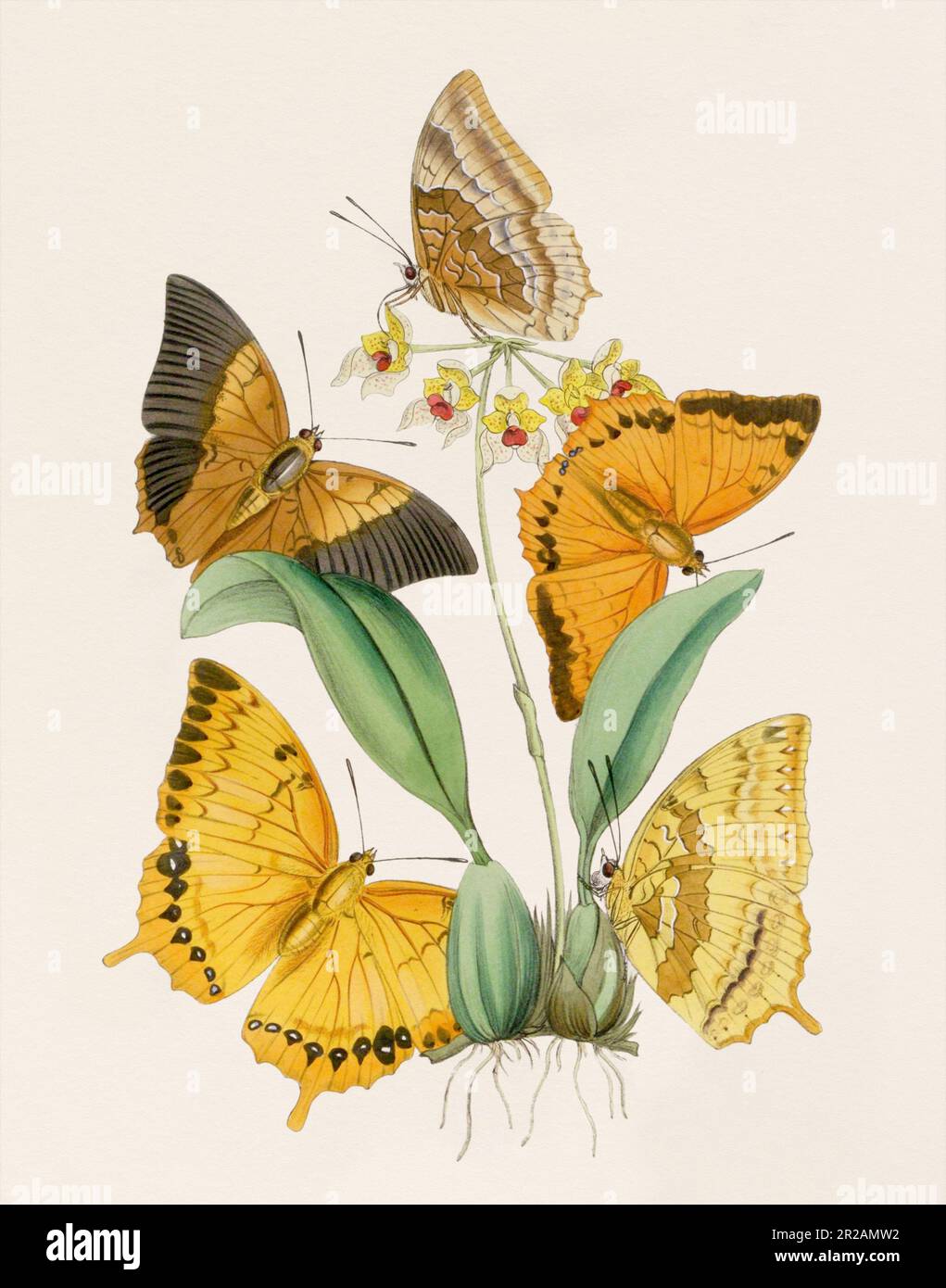 Antique butterfly illustration. Beautiful butterflies on beige ...