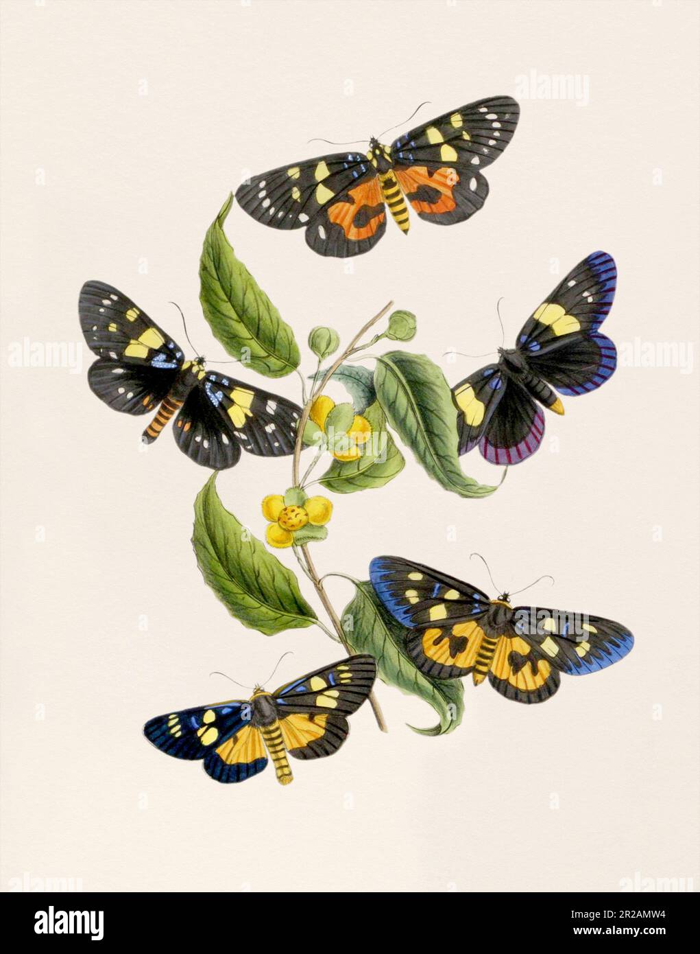 Antique butterfly illustration. Beautiful butterflies on beige ...