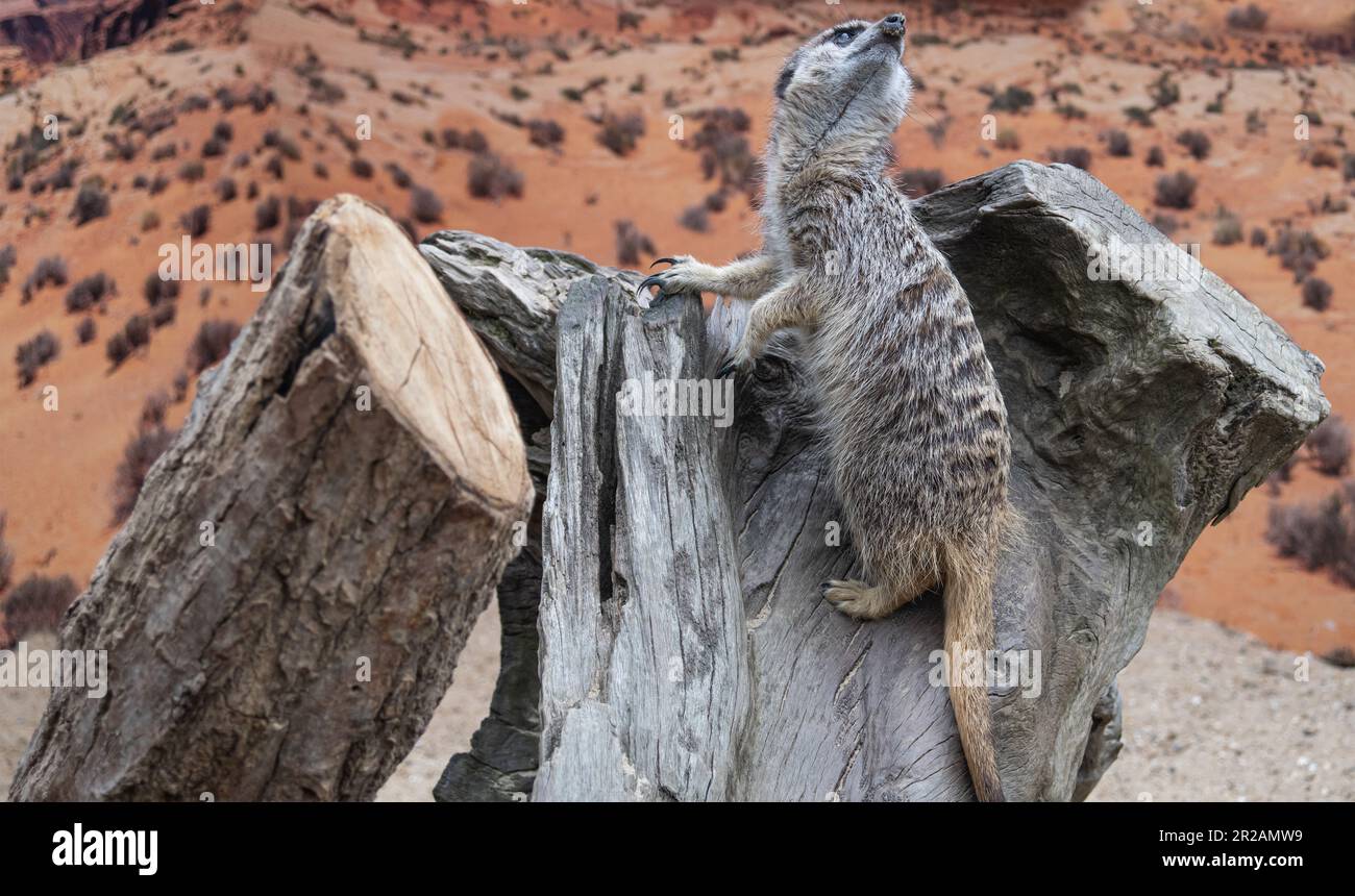 Meerkat on a tree stump looking up for danger Stock Photo - Alamy