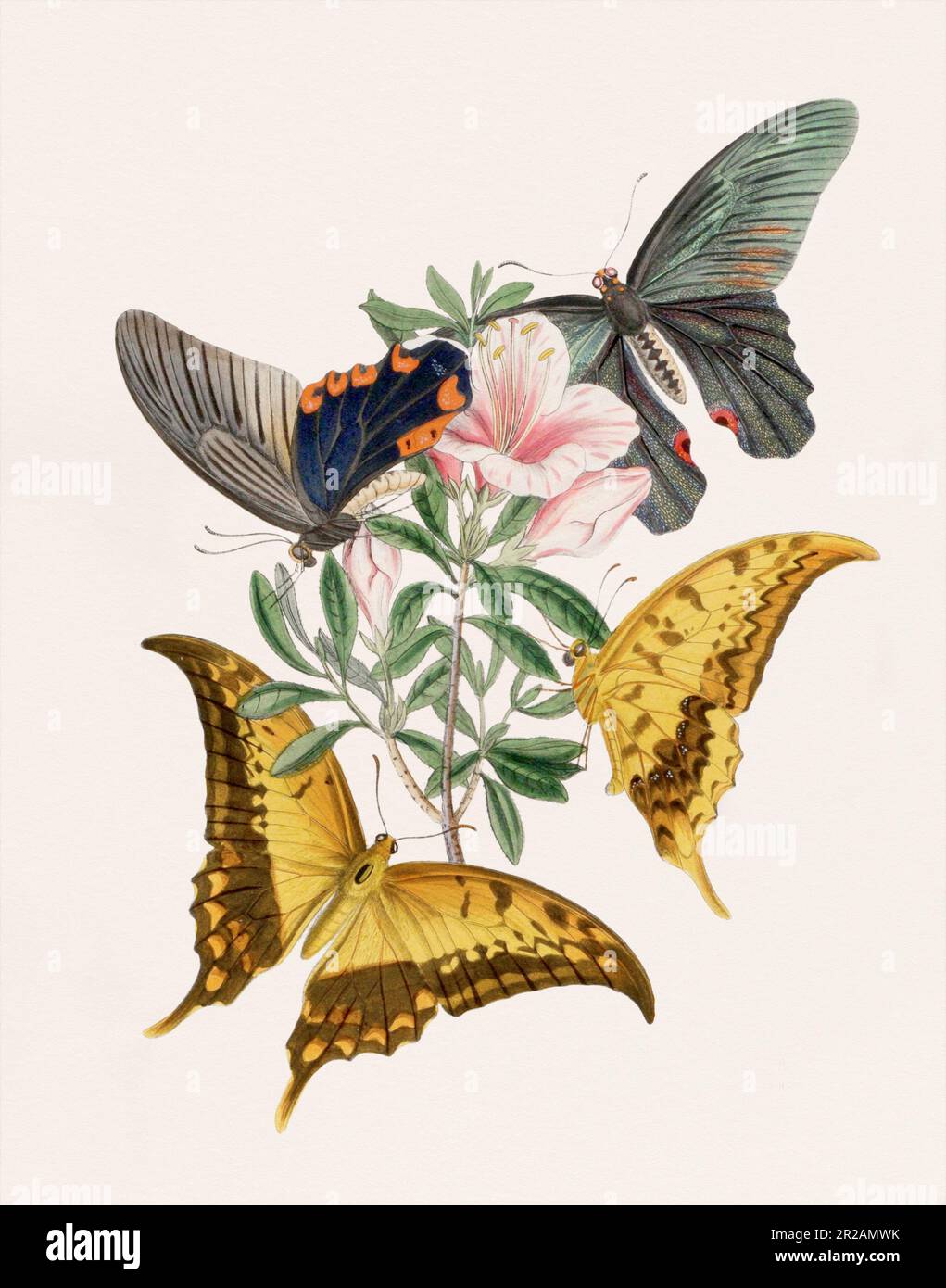 Antique butterfly illustration. Beautiful butterflies on beige ...