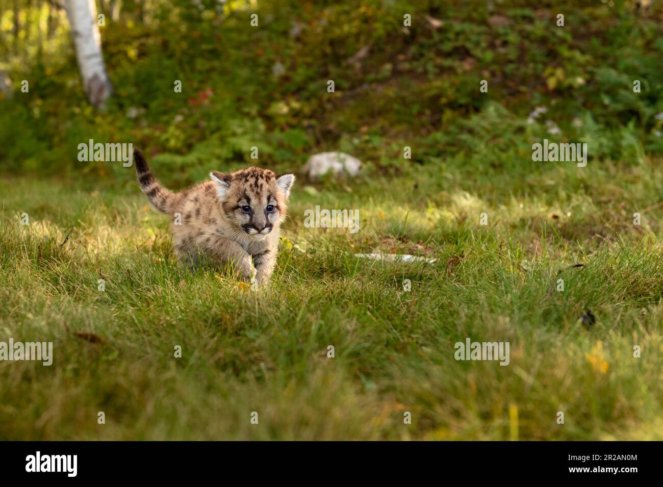 Cougar Kitten (Puma concolor) Steps Forward on Trail Tail Up Autumn ...
