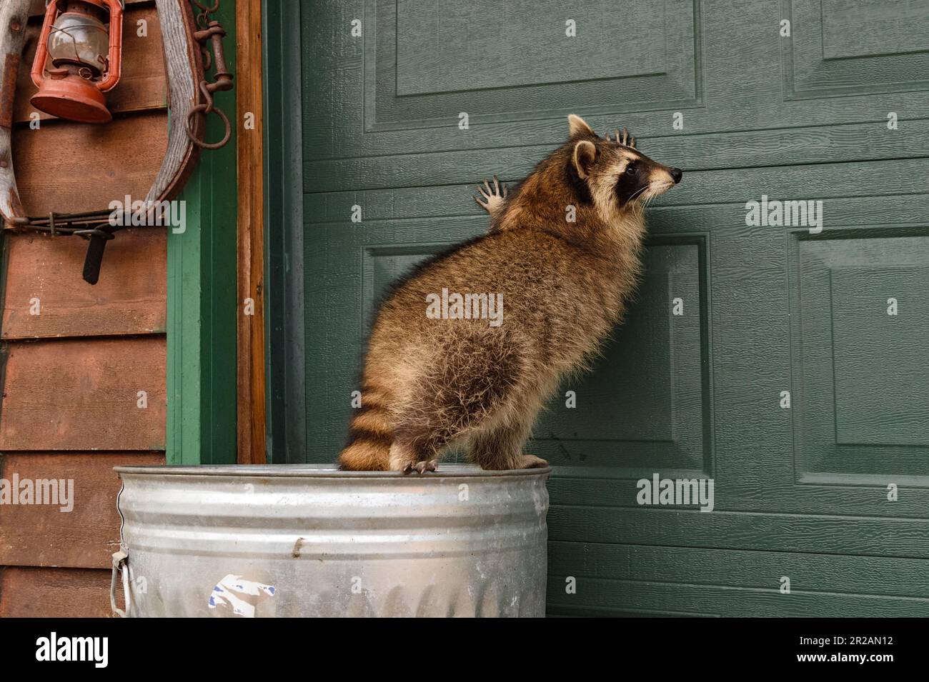 Raccoon (Procyon lotor) Leans Up Against Green Garage Door - captive ...
