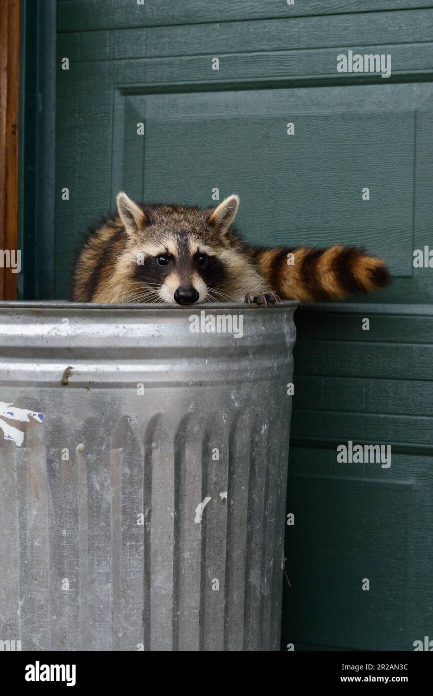 Raccoon (Procyon lotor) Looks Out Over Lip of Garbage Can - captive ...