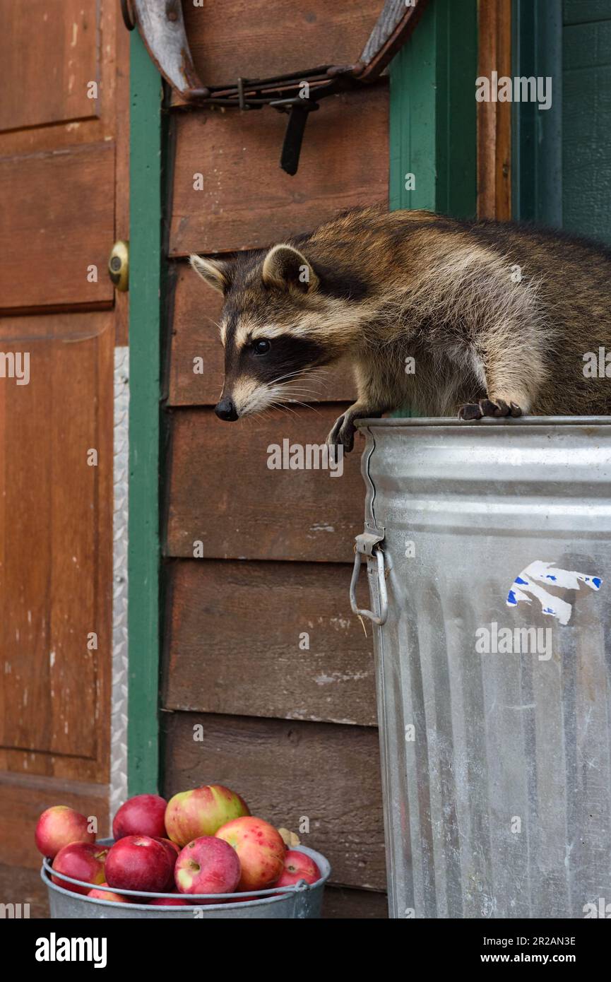 Raccoon (Procyon lotor) Leans Over Side of Garbage Can Bucket of Apples ...
