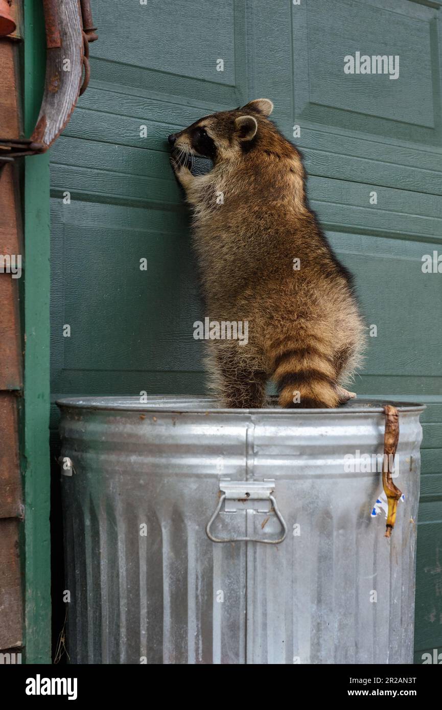 Raccoon (Procyon lotor) Stands Up Against Green Garage Door From Top of ...