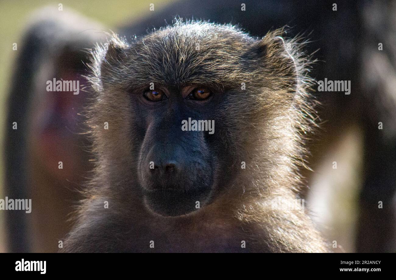 Aggressive baboon hi-res stock photography and images - Alamy