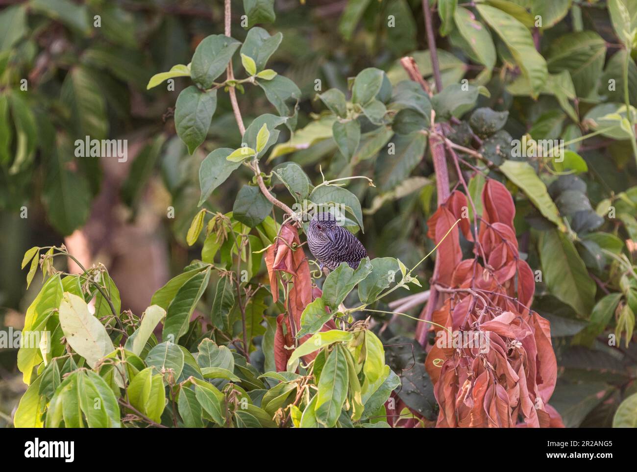Lineado hi-res stock photography and images - Alamy