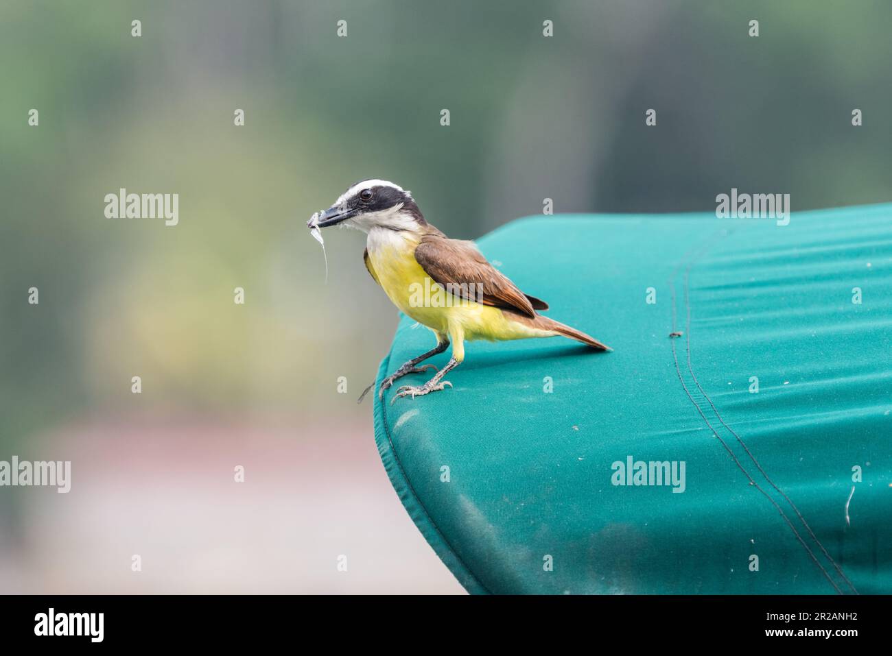 Buyuk kiskadi tirani hi-res stock photography and images - Alamy