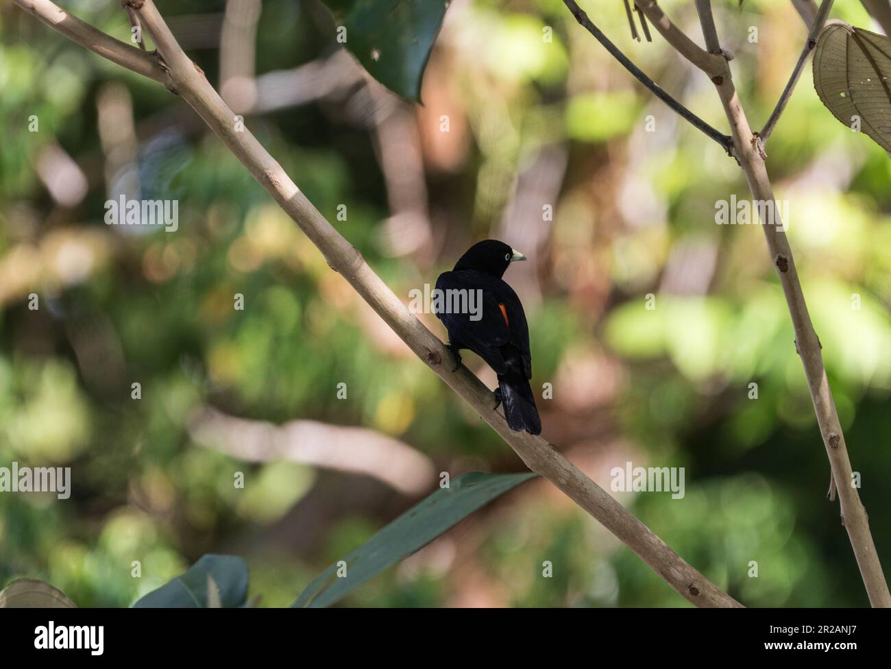Scarlet cacique hi-res stock photography and images - Alamy