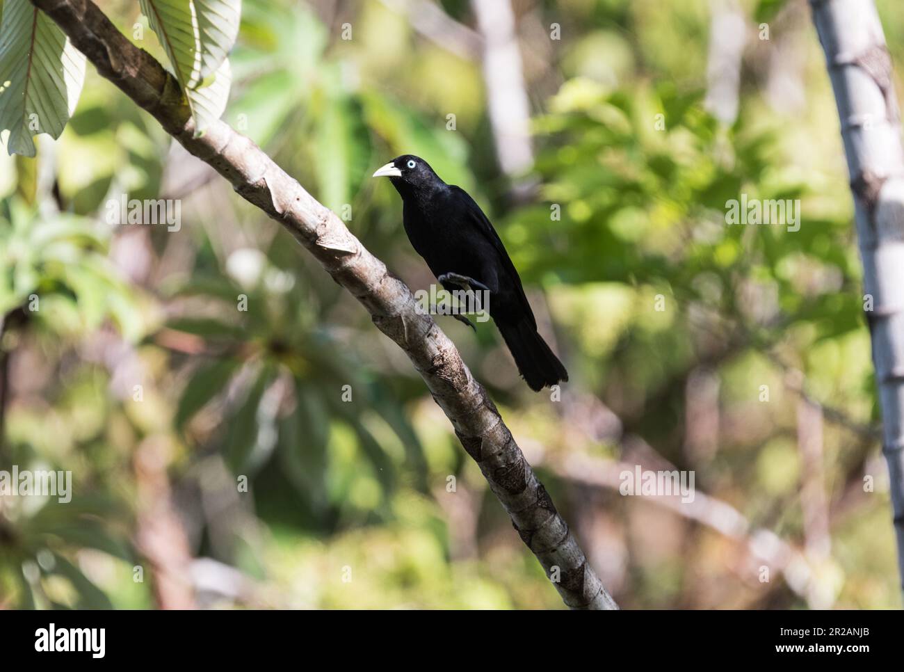 Scarlet-rumped Cacique (Cacicus microrhynchus) perched in a tree in ...