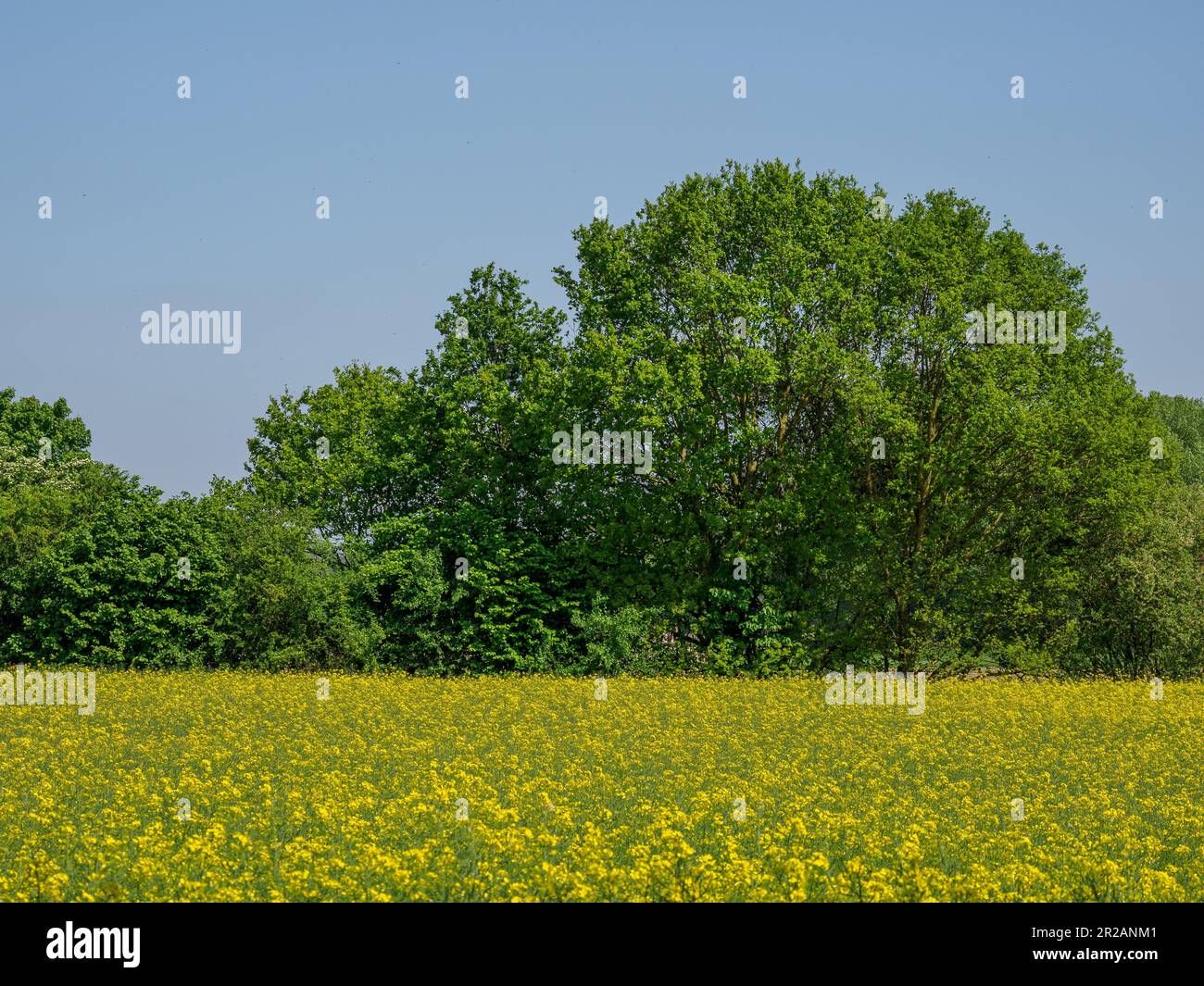 spring time in the german muensterland Stock Photo - Alamy