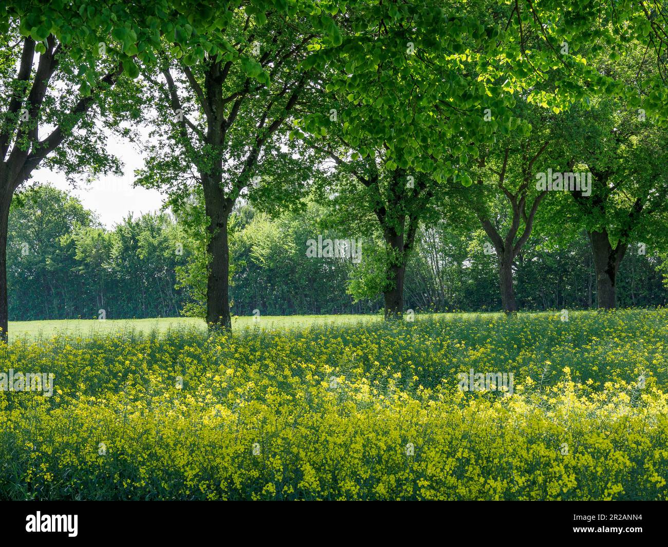 spring time in the german muensterland Stock Photo - Alamy