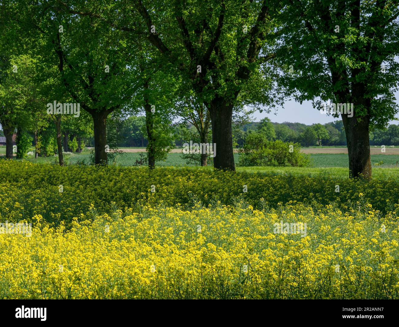 spring time in the german muensterland Stock Photo - Alamy
