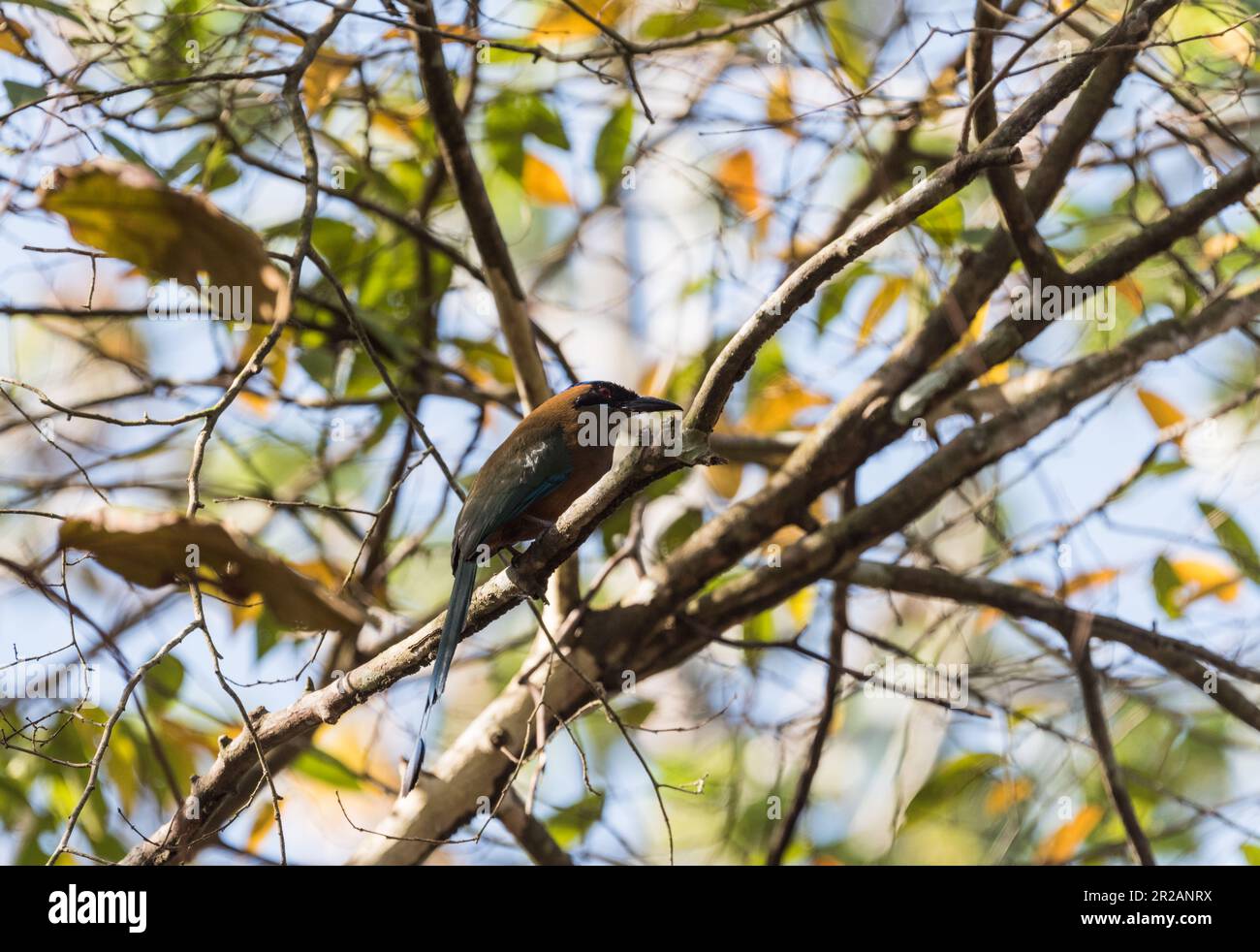 Motmot bird hi-res stock photography and images - Alamy