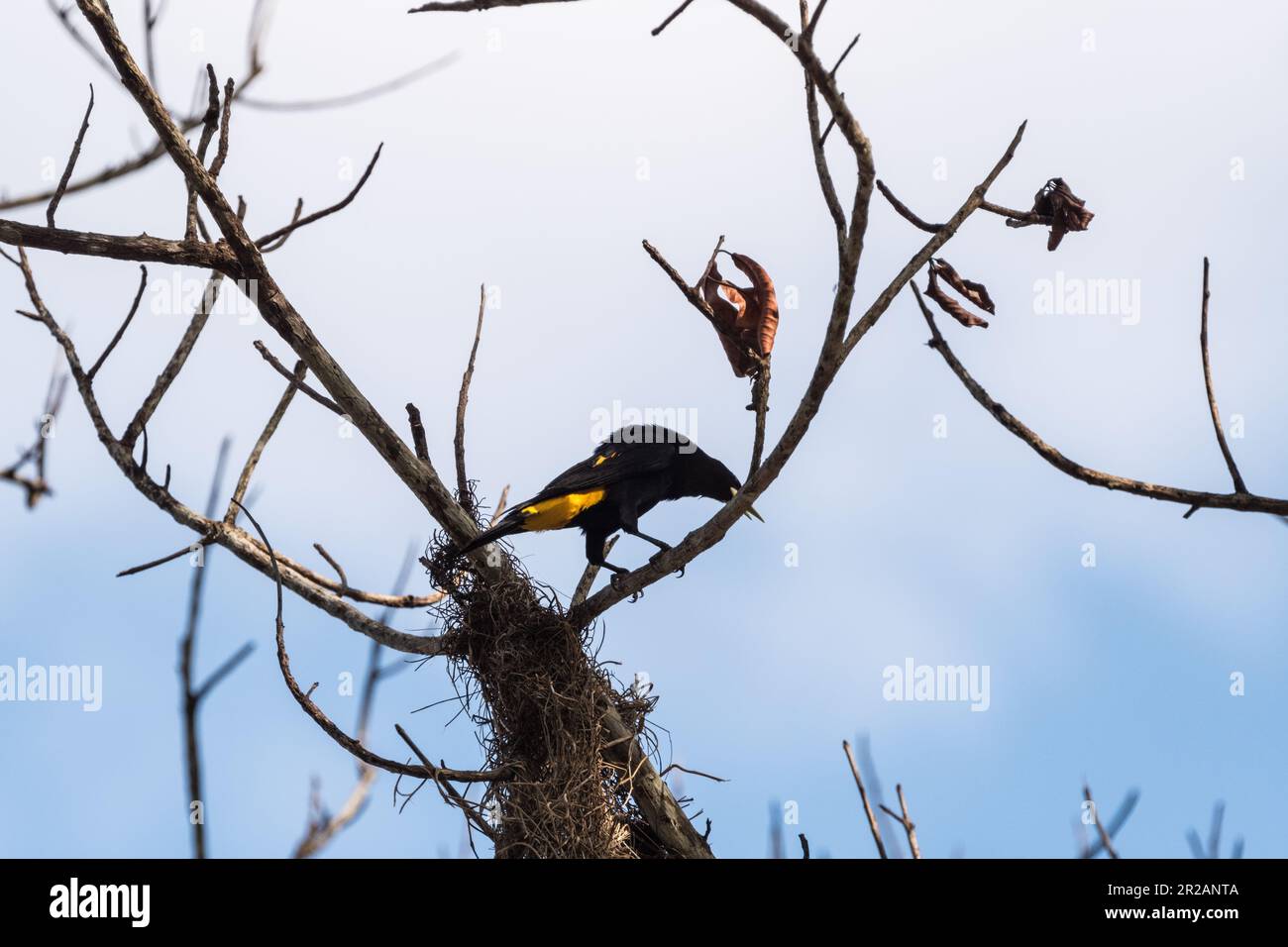 Yellow-rumped Cacique (Cacicus cela) on a nest in Panama Stock Photo ...