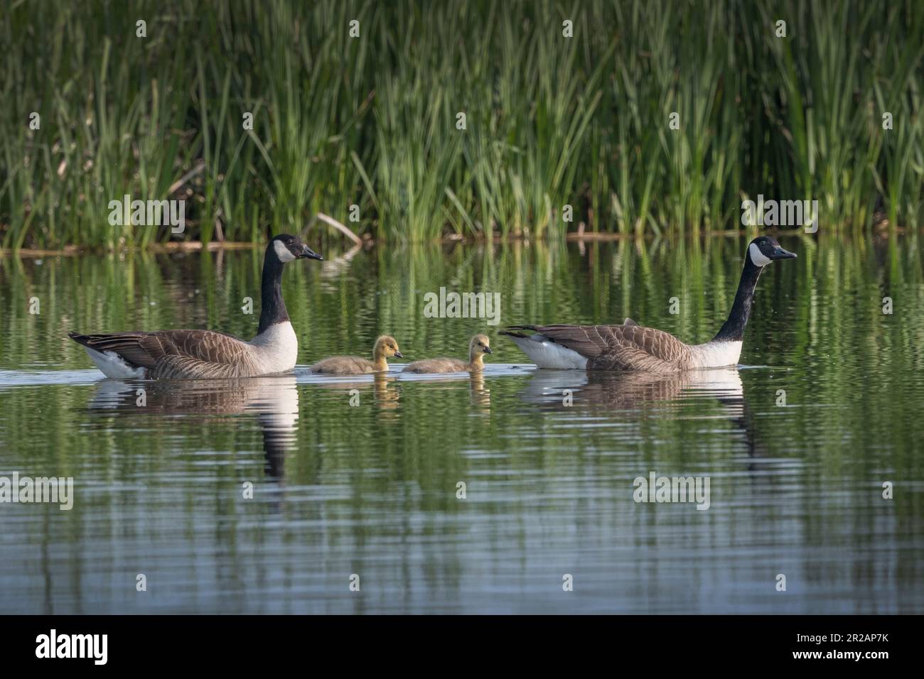 Adult geese protecting their young hi-res stock photography and images ...