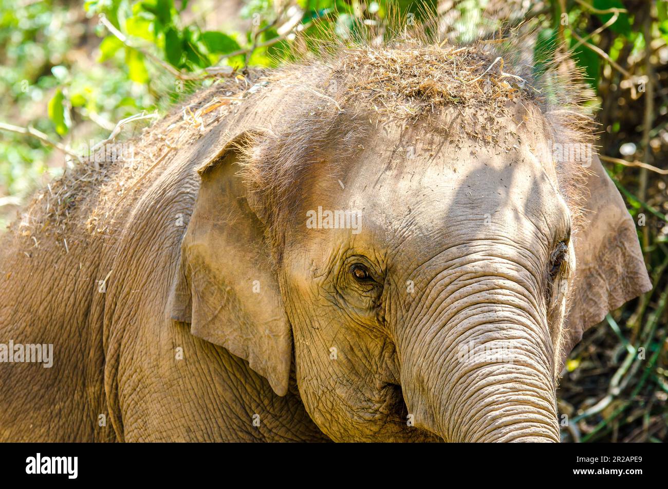 Well cared for looked after hi-res stock photography and images - Alamy