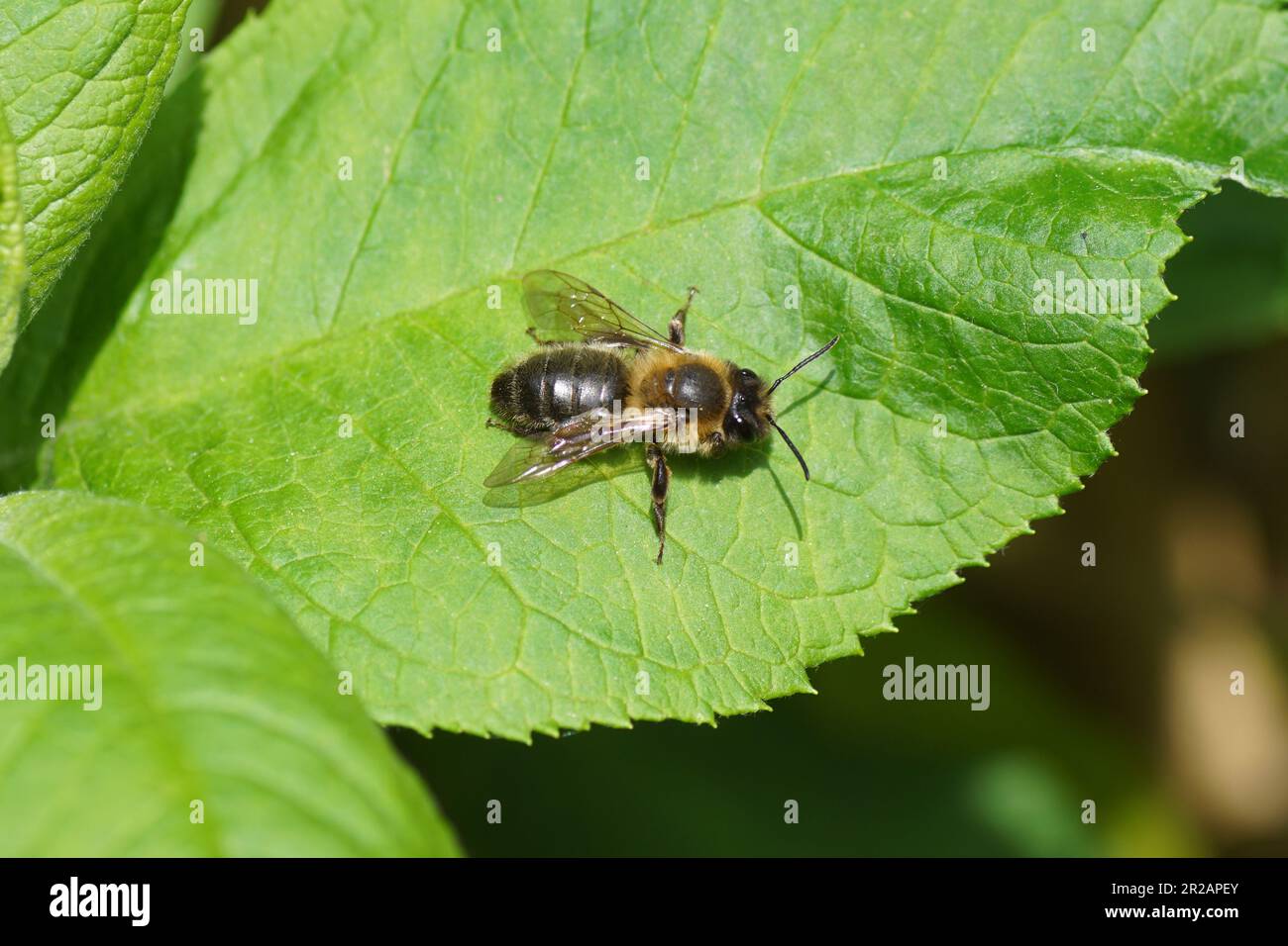 Female Chocolate mining bee or hawthorn bee (Andrena scotica), family ...