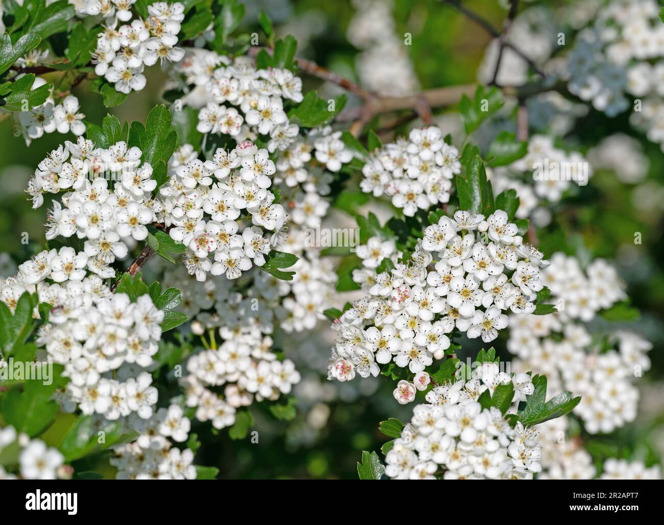 Flowering hawthorn, Crataegus, in spring Stock Photo - Alamy